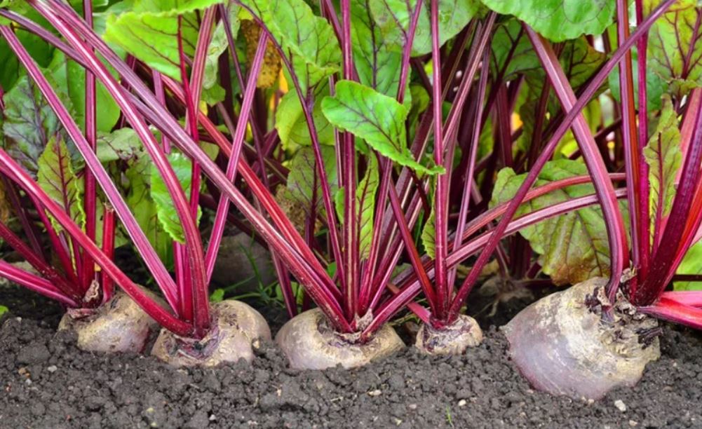 Chukandar ki kheti - agrifarmer.in